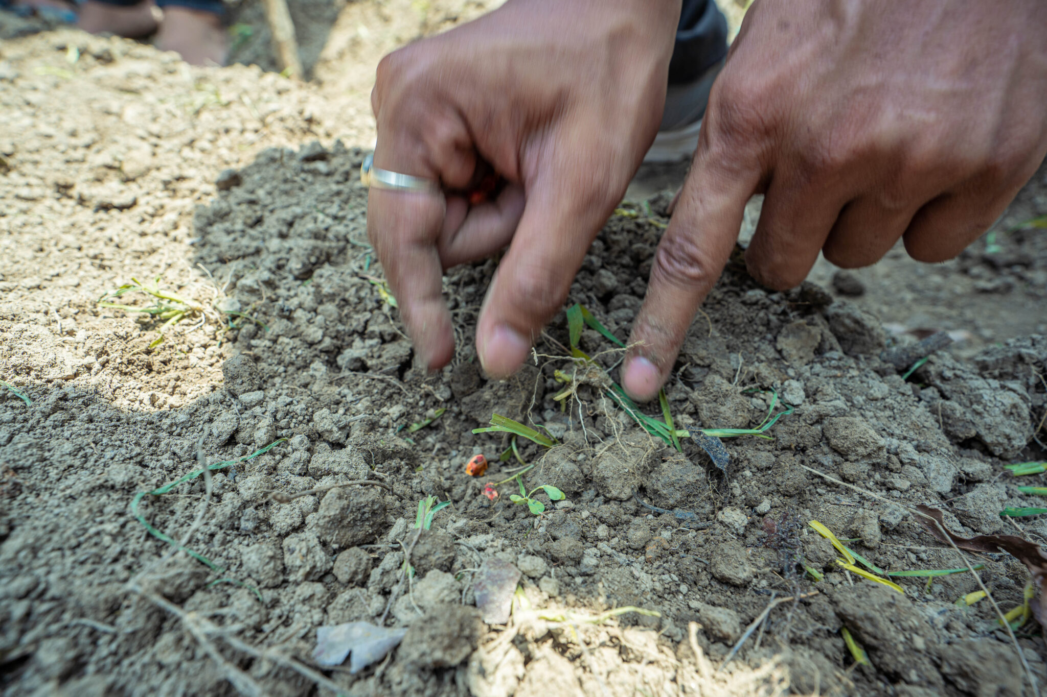 Brainware University : Farmland for Agri-research innovation